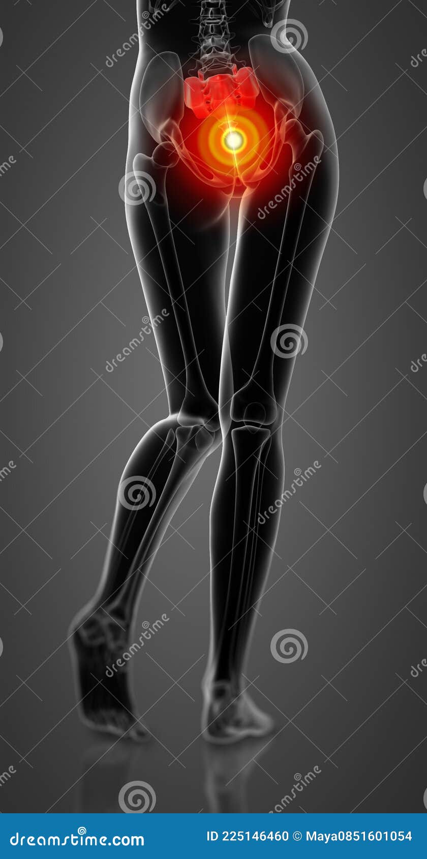 Female Hip / Sacrum / Pubis / Ischium / Ilium - Anatomy Bones Stock ...