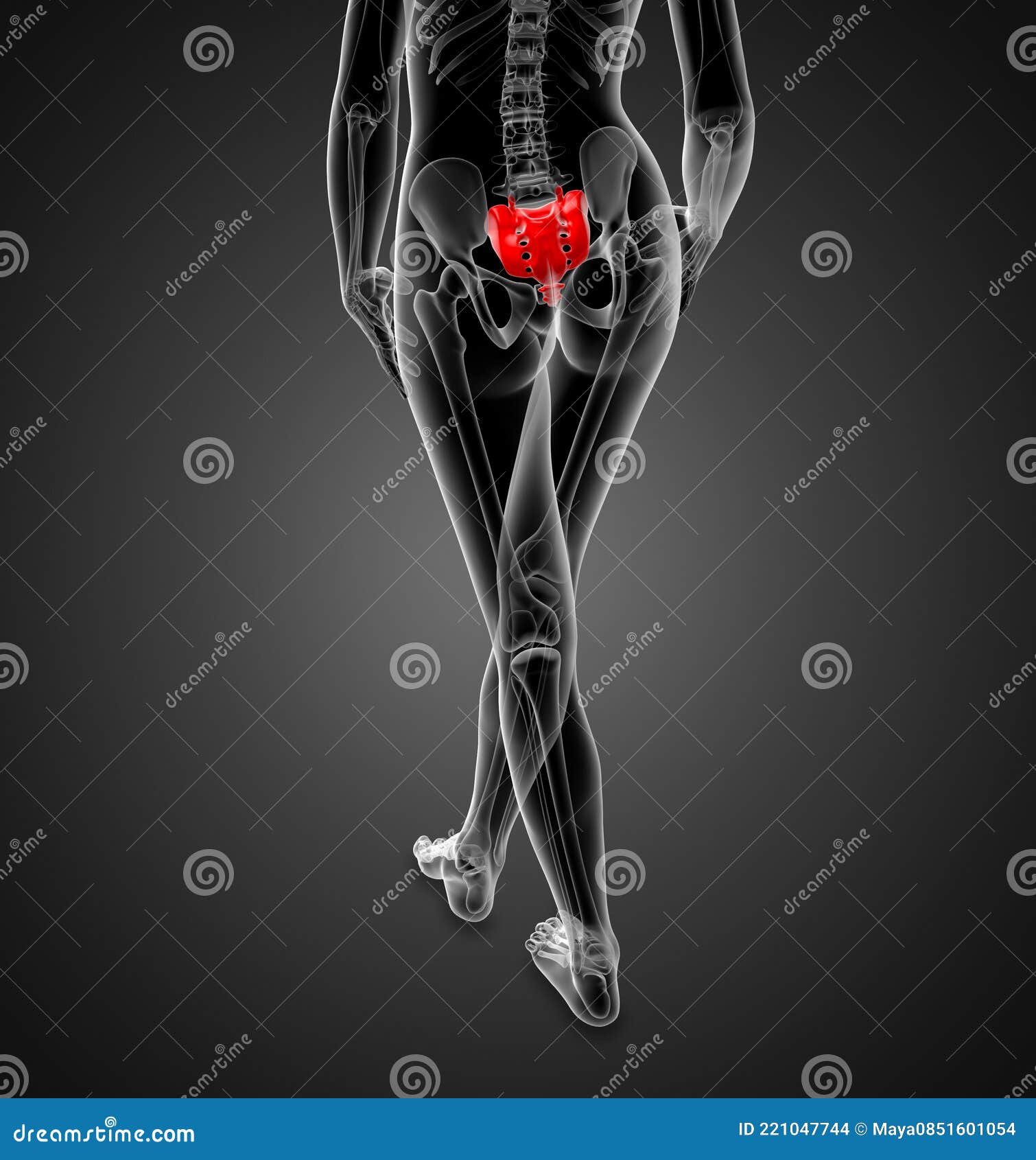 Female Hip / Sacrum / Pubis / Ischium / Ilium - Anatomy Bones Stock ...