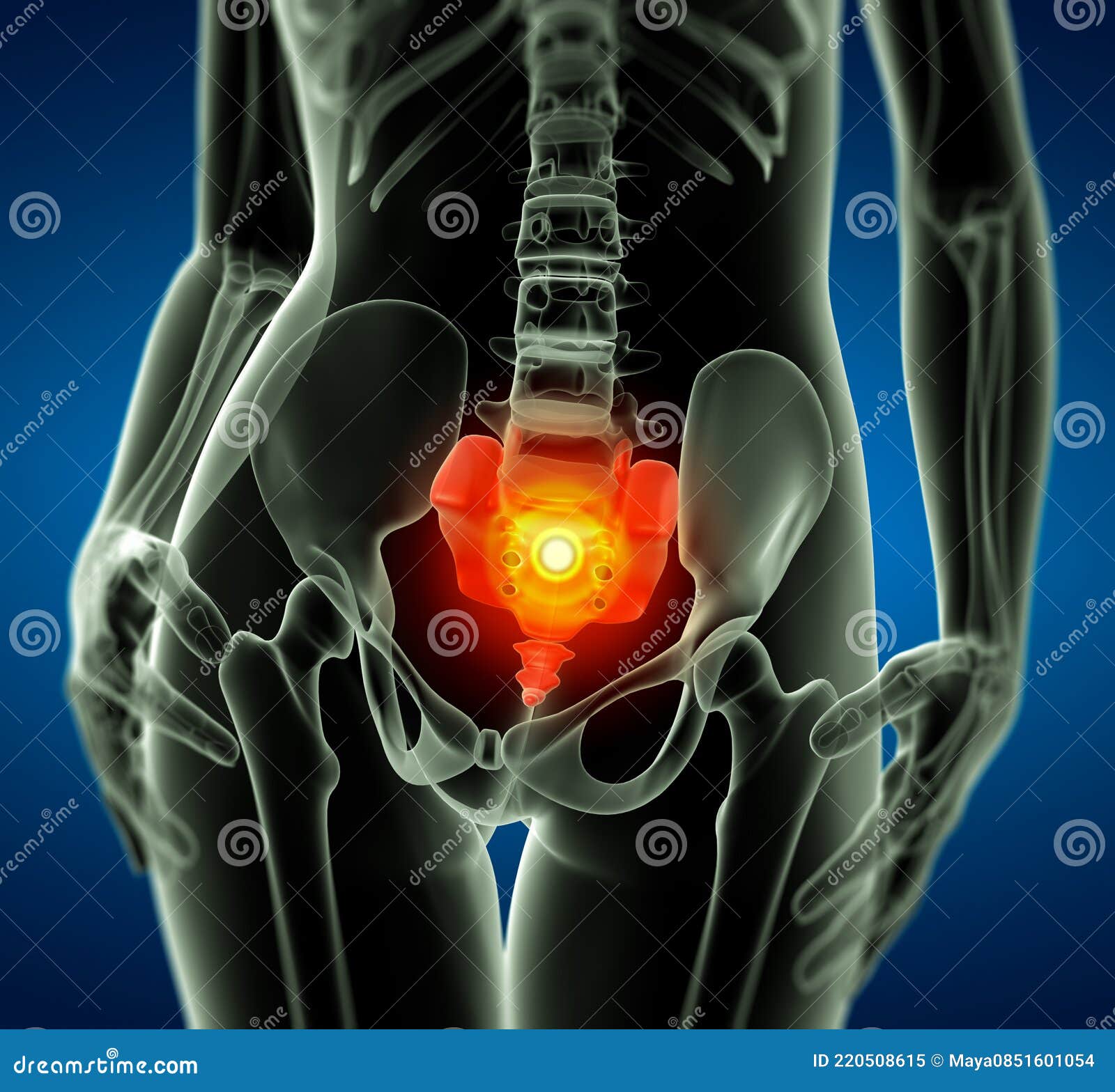 Female Hip / Sacrum / Pubis / Ischium / Ilium - Anatomy Bones Stock ...