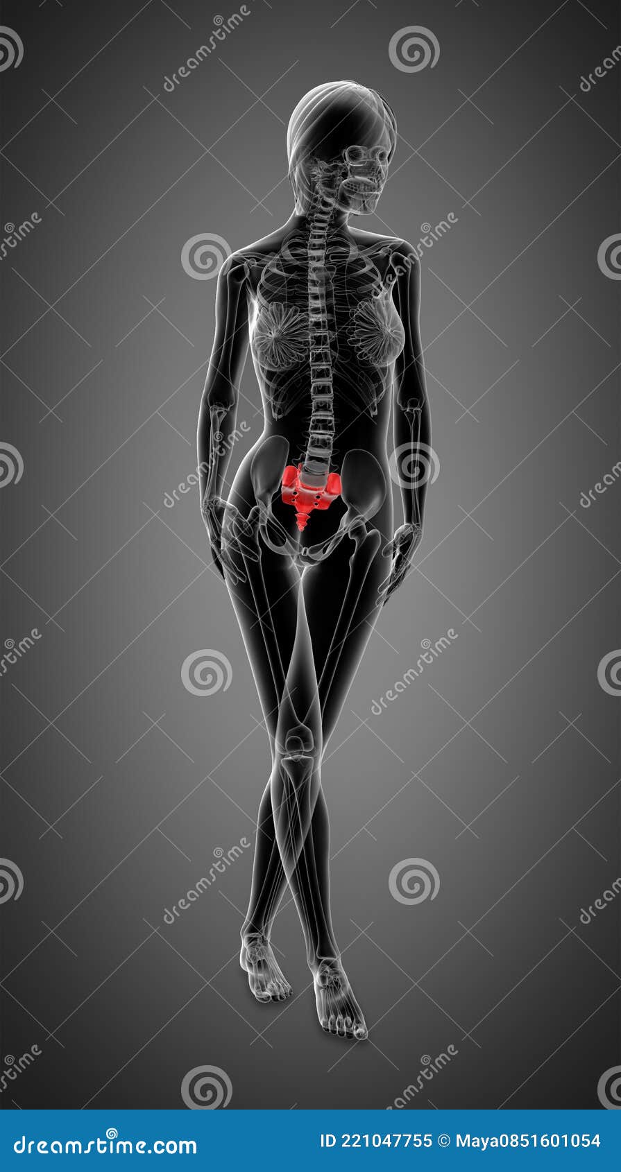 Female Hip / Sacrum / Pubis / Ischium / Ilium - Anatomy Bones Stock ...