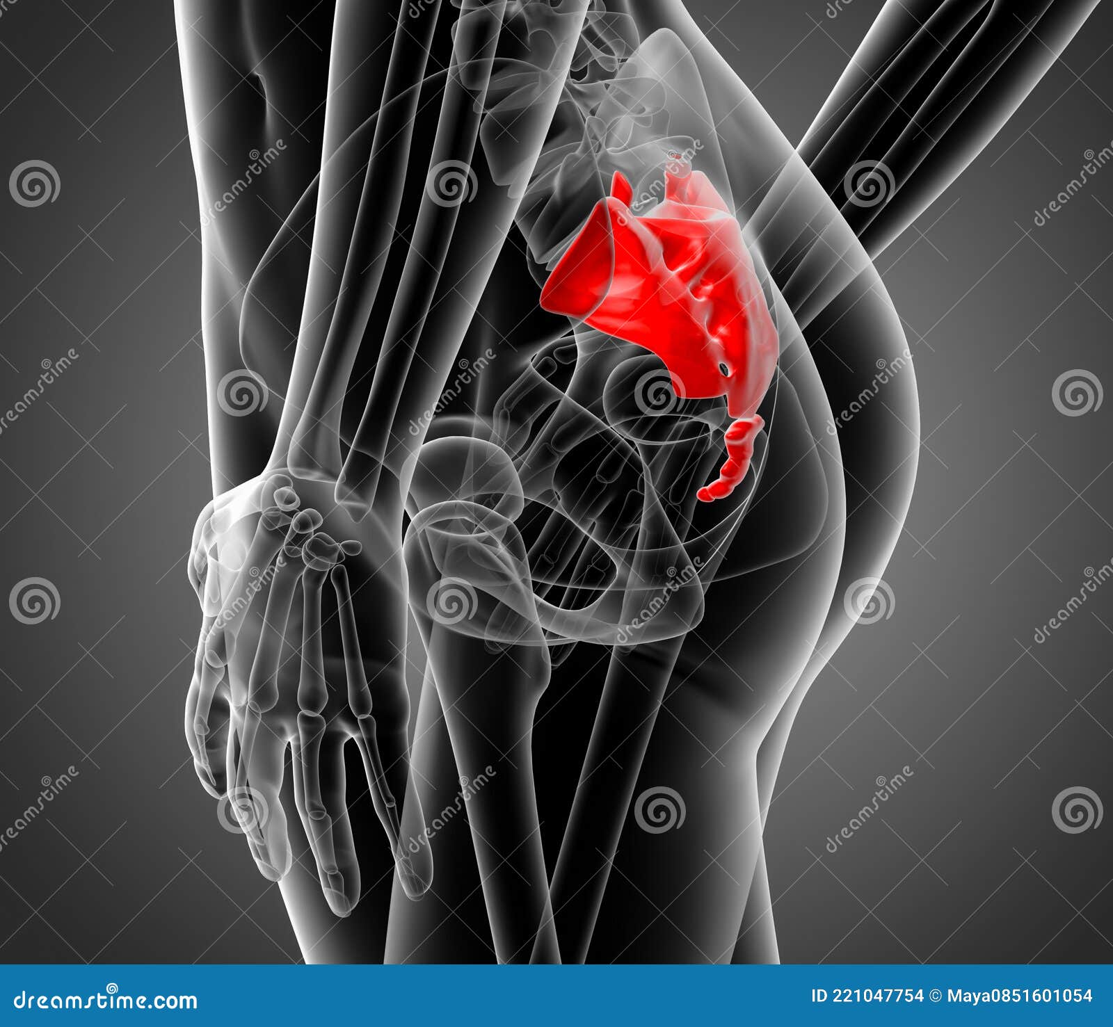 Female Hip / Sacrum / Pubis / Ischium / Ilium - Anatomy Bones Stock ...