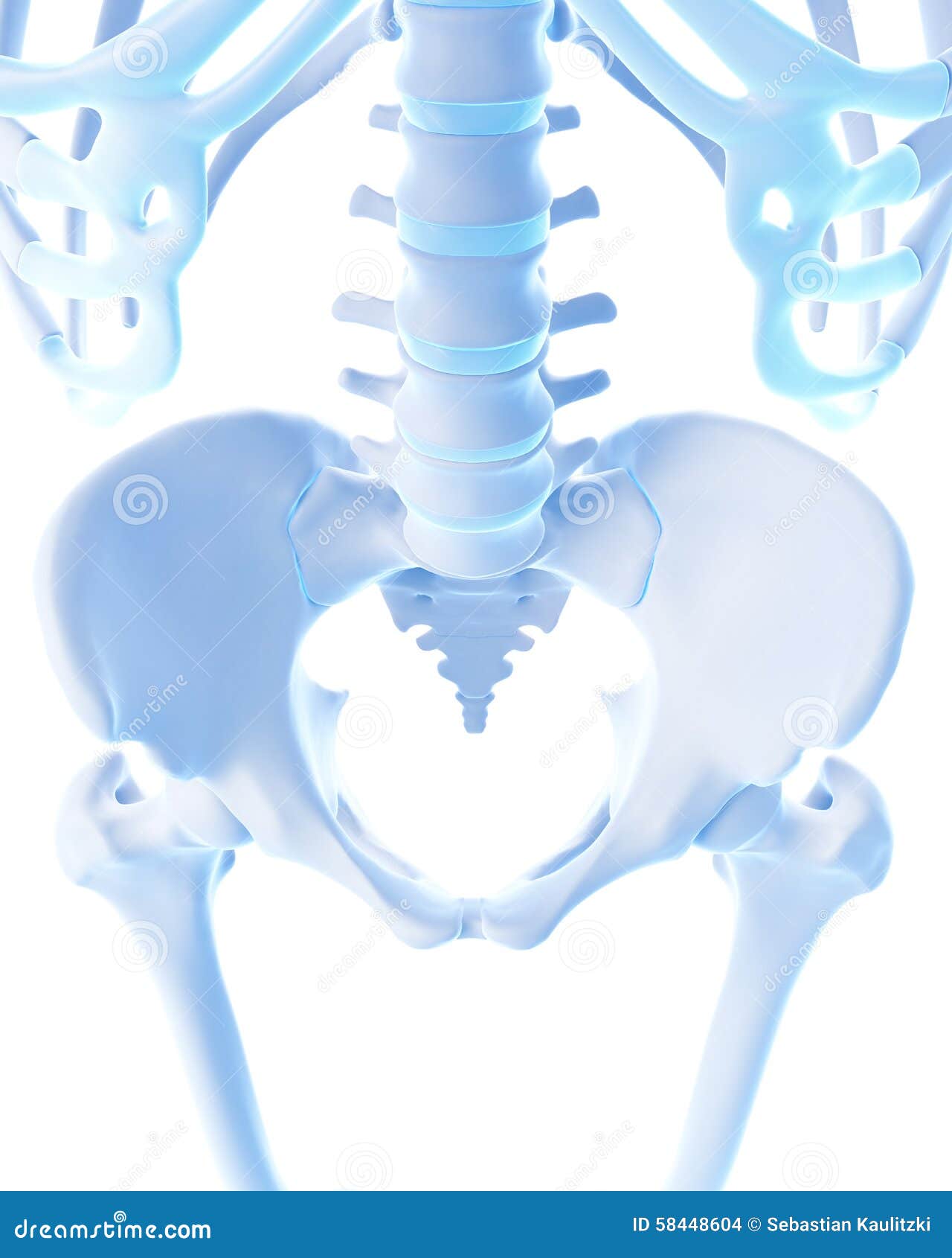 The sacrum bone stock illustration. Illustration of human - 58448604