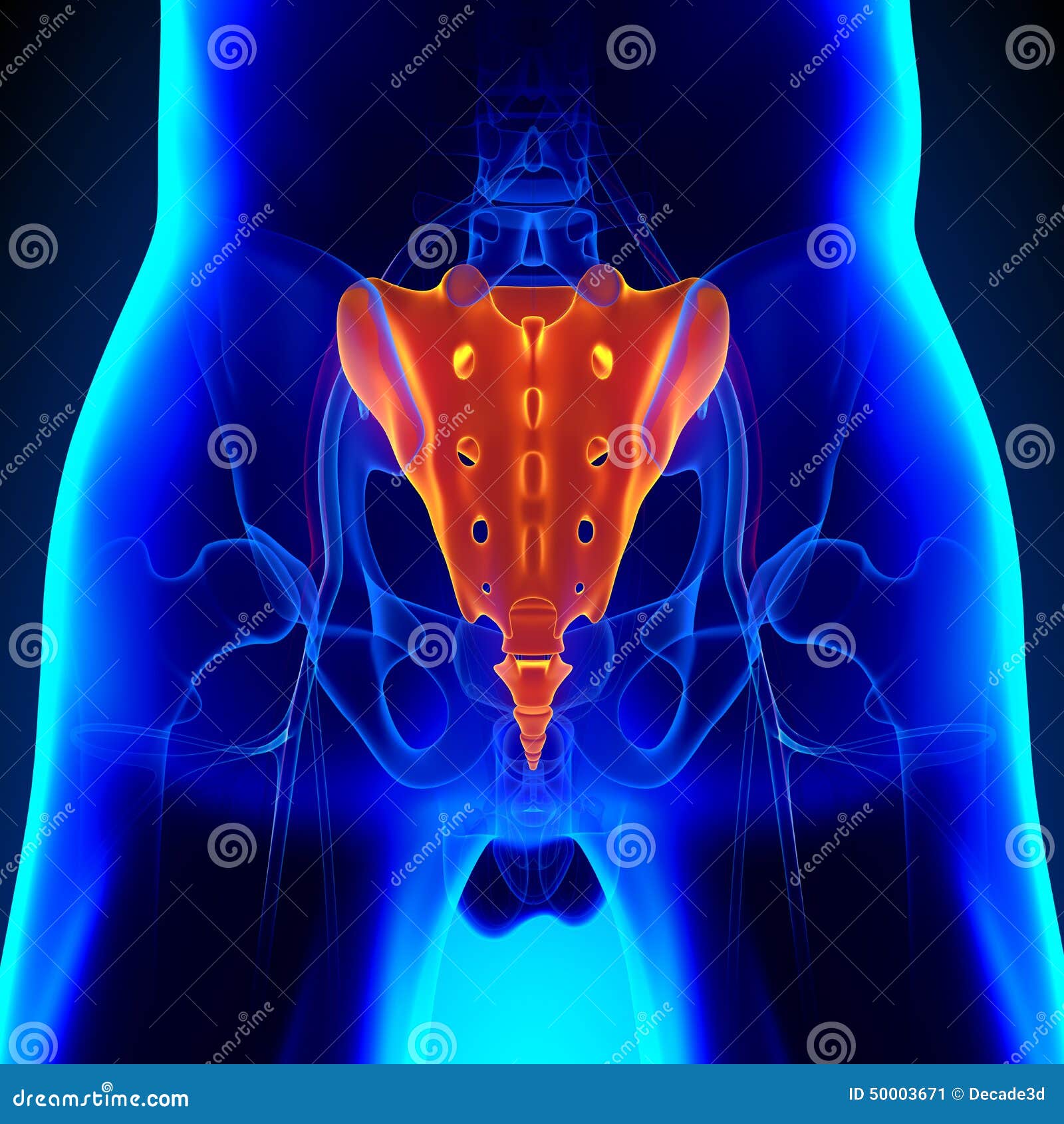 Sacrum Coccyx Bone Anatomy With Ciculatory System Stock Illustration
