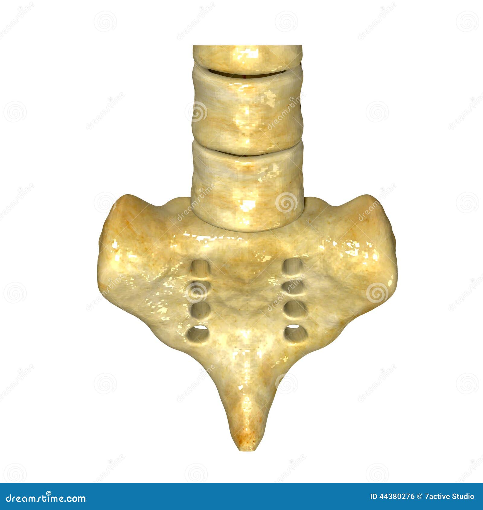 Sacrum And Coccyx
