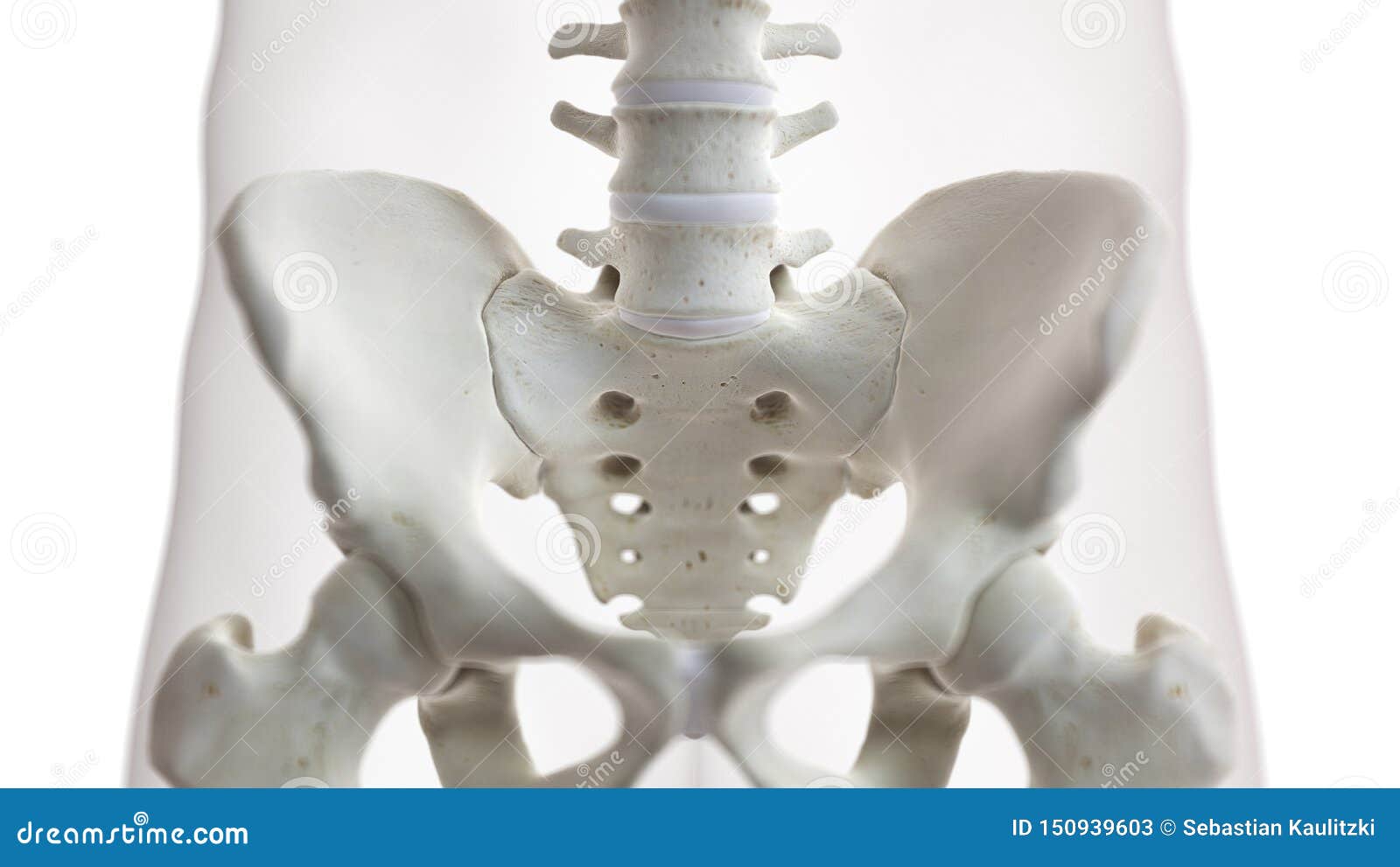 The sacrum stock illustration. Illustration of sacrum - 150939603