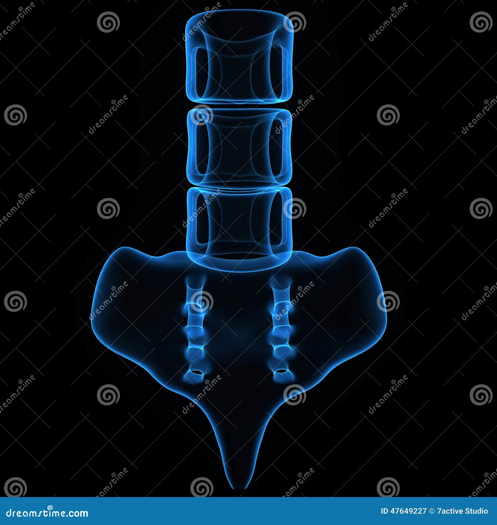 Sacrum stock image. Image of vertebra, bone, sacrotuberous - 47649227
