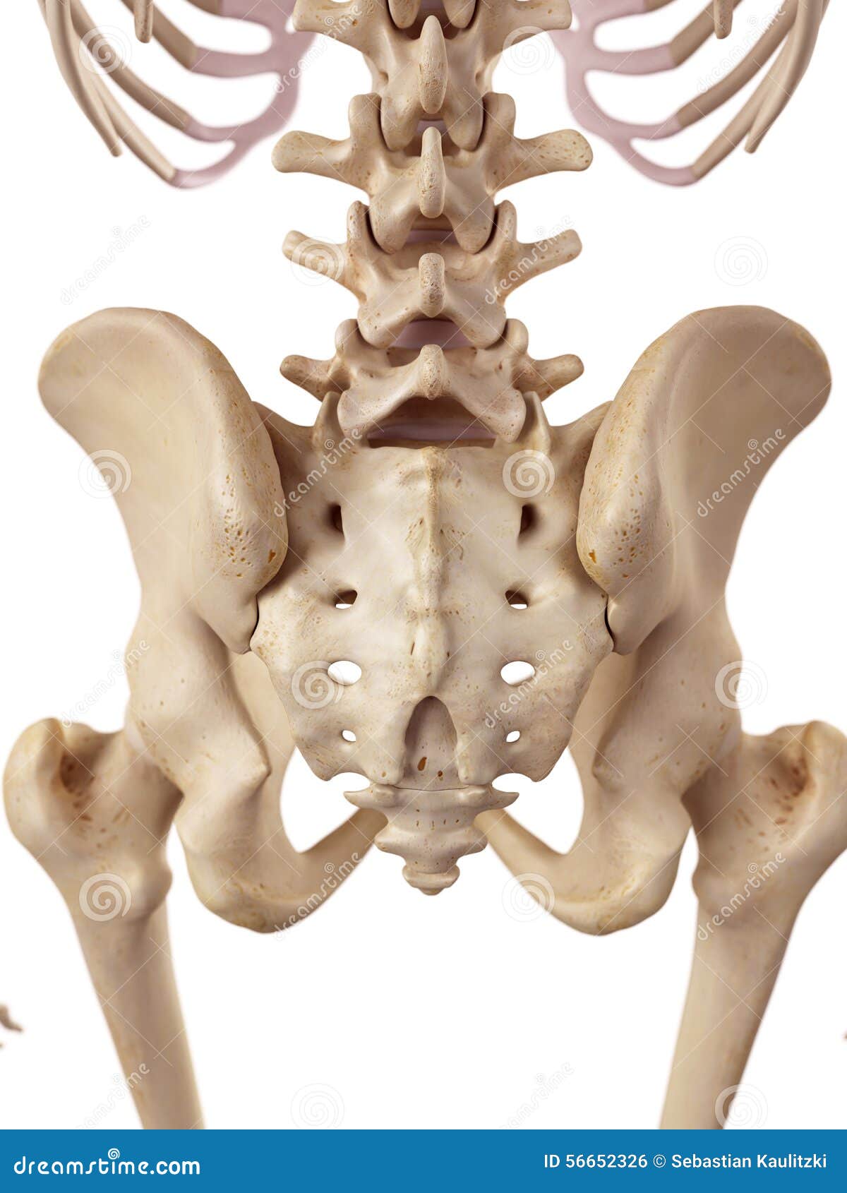 Sacrum Royalty-Free Stock Image | CartoonDealer.com #81729178