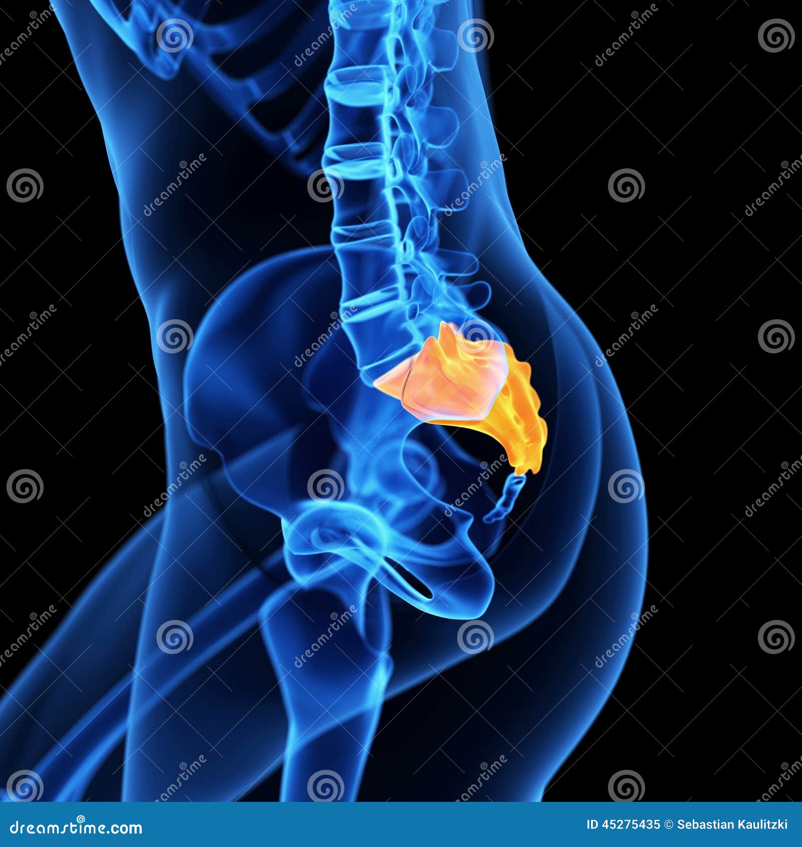 The sacrum stock illustration. Illustration of cocyx - 45275435