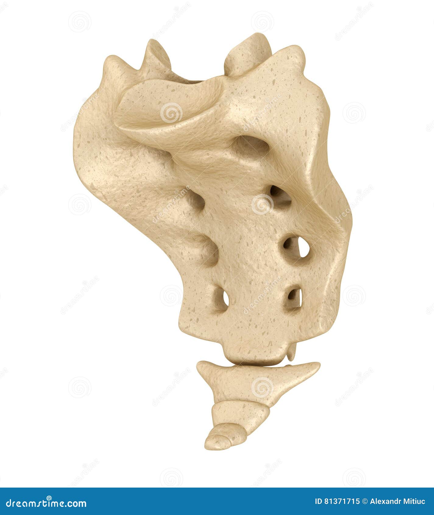 Sacrum : Medically Accurate Stock Illustration | CartoonDealer.com ...