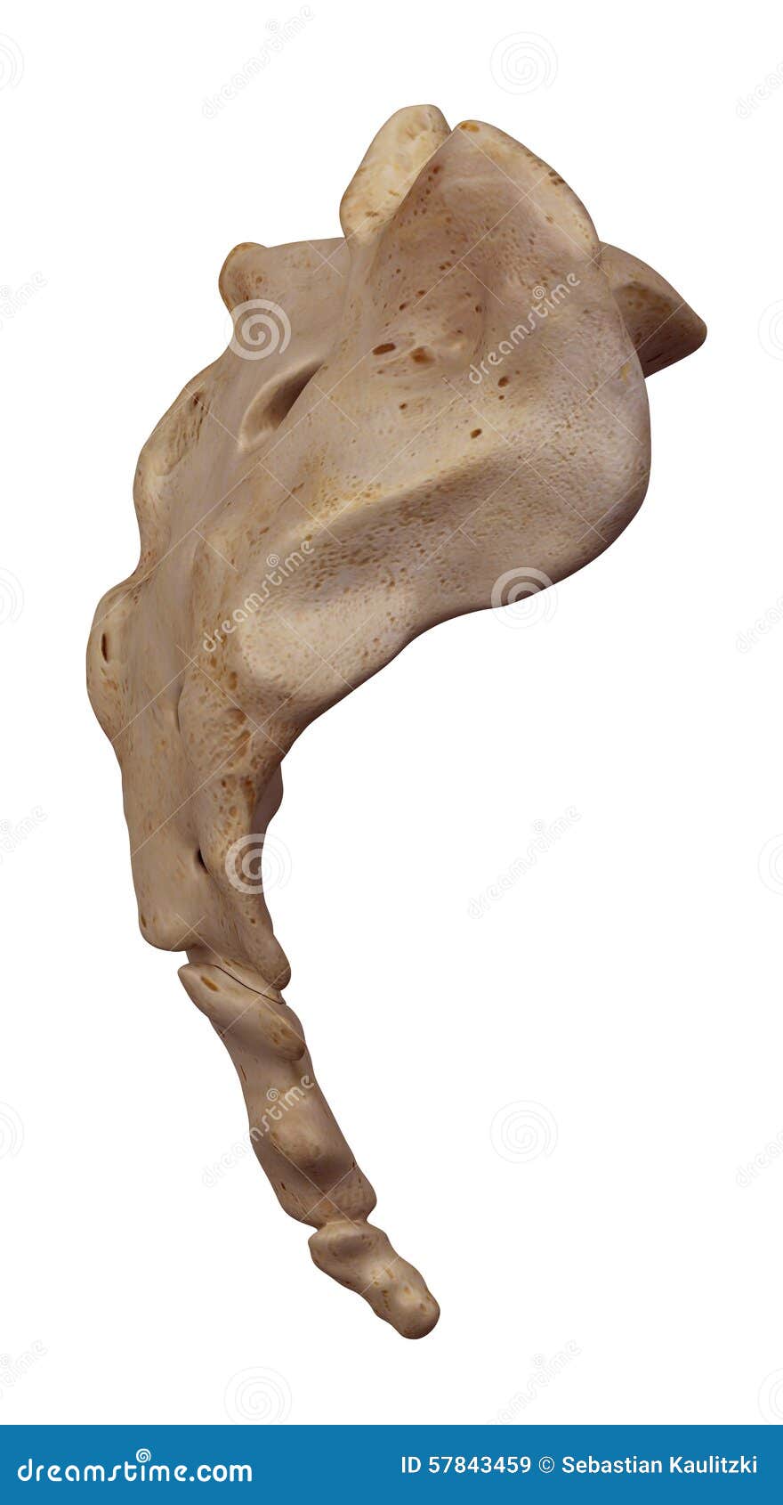 Sacrum Royalty-Free Stock Image | CartoonDealer.com #81729178