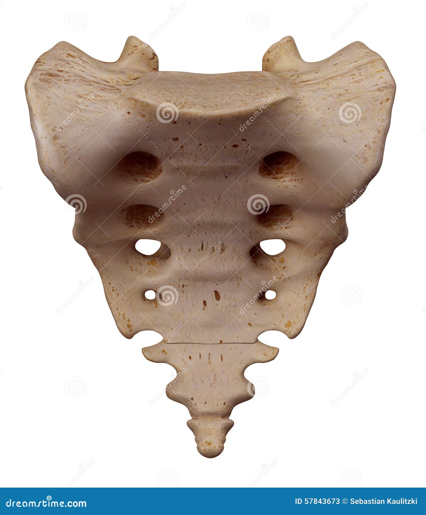The sacrum stock illustration. Illustration of biology - 57843673