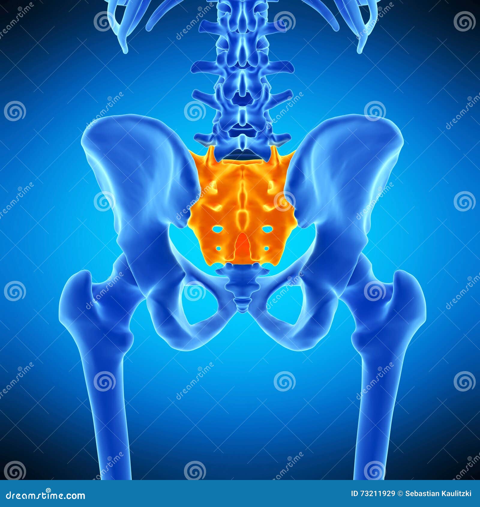 The sacrum stock illustration. Illustration of iliosacral - 73211929