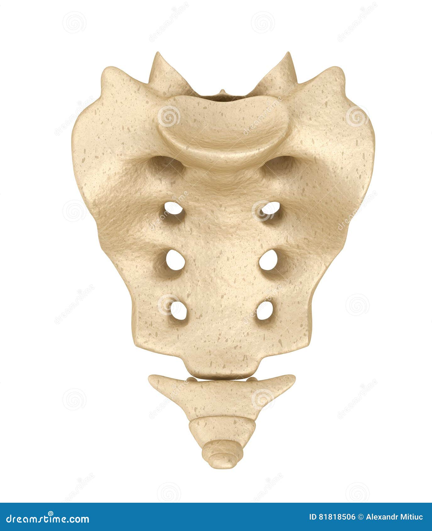Sacrum : Medically Accurate Illustration Stock Illustration ...