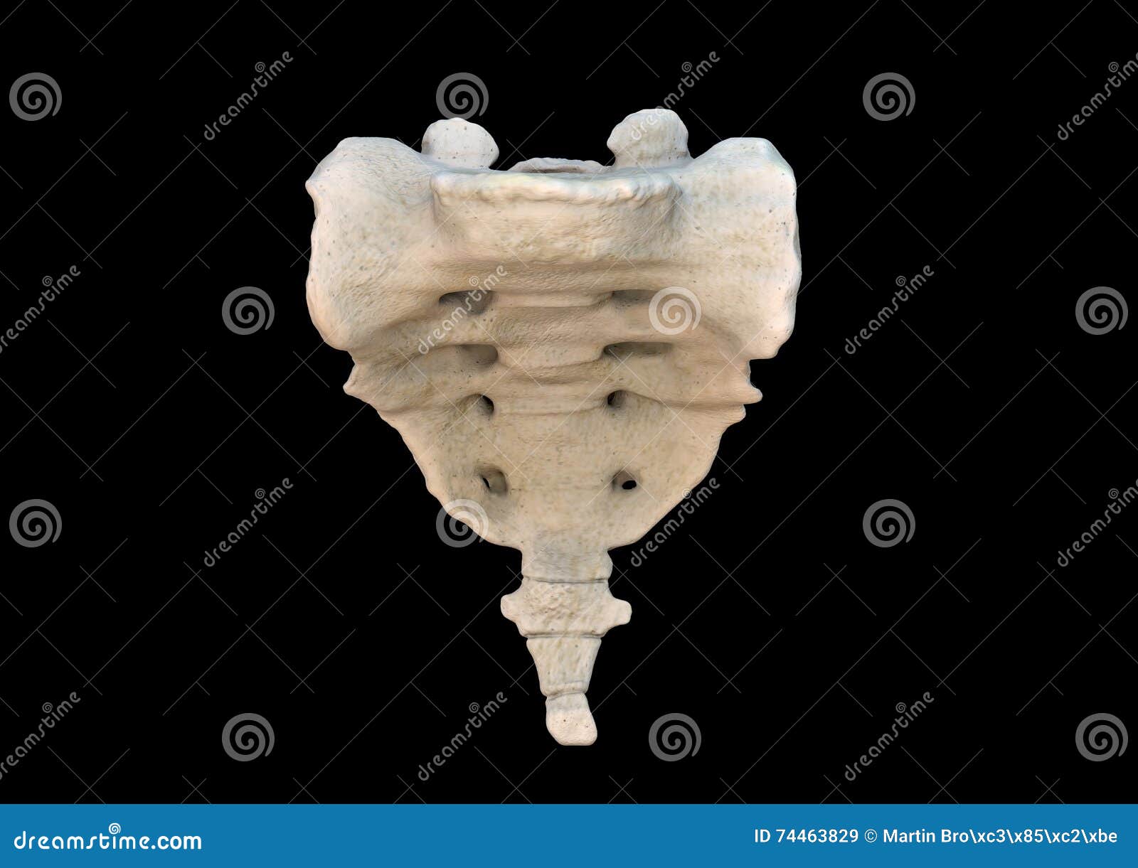 Sacrum Part Of Human Pelvis,3D Rendering, Illustration Of The Human ...