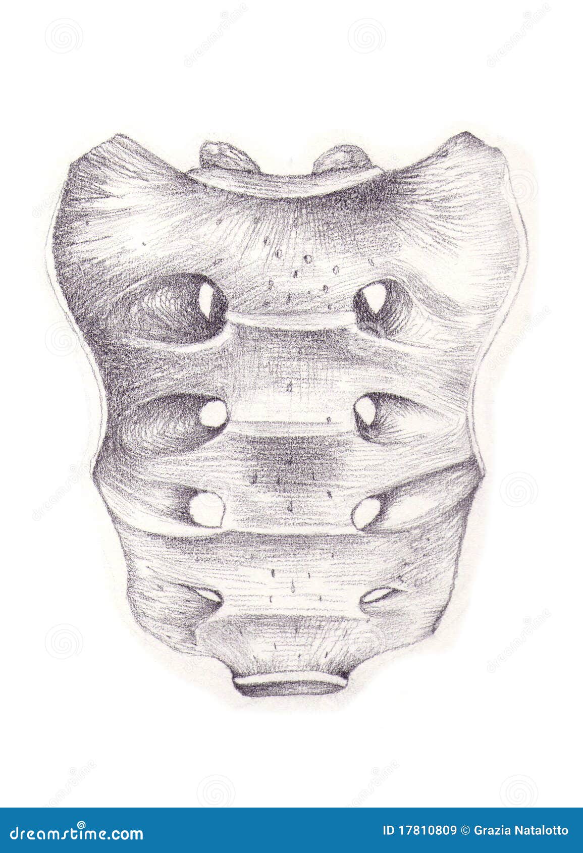 Sacrum pelvic surface bone stock illustration. Illustration of column ...