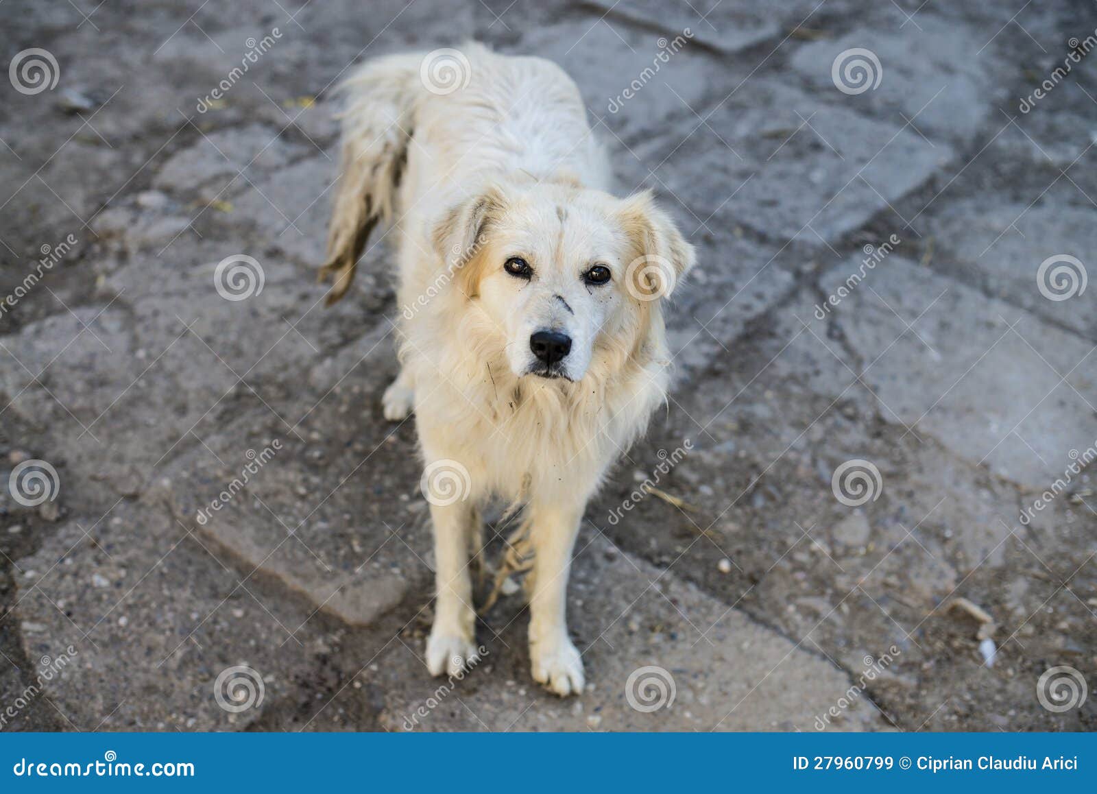 Sad abandoned dog stock image. Image of sadness, white - 27960799