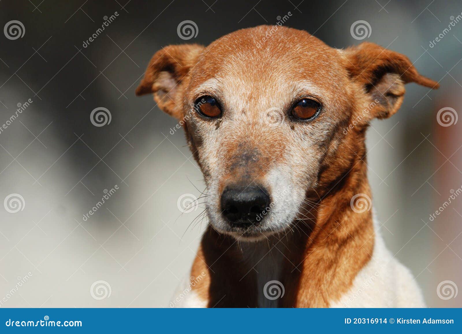 Sad abandoned Jack Russell stock photo. Image of bright - 20316914