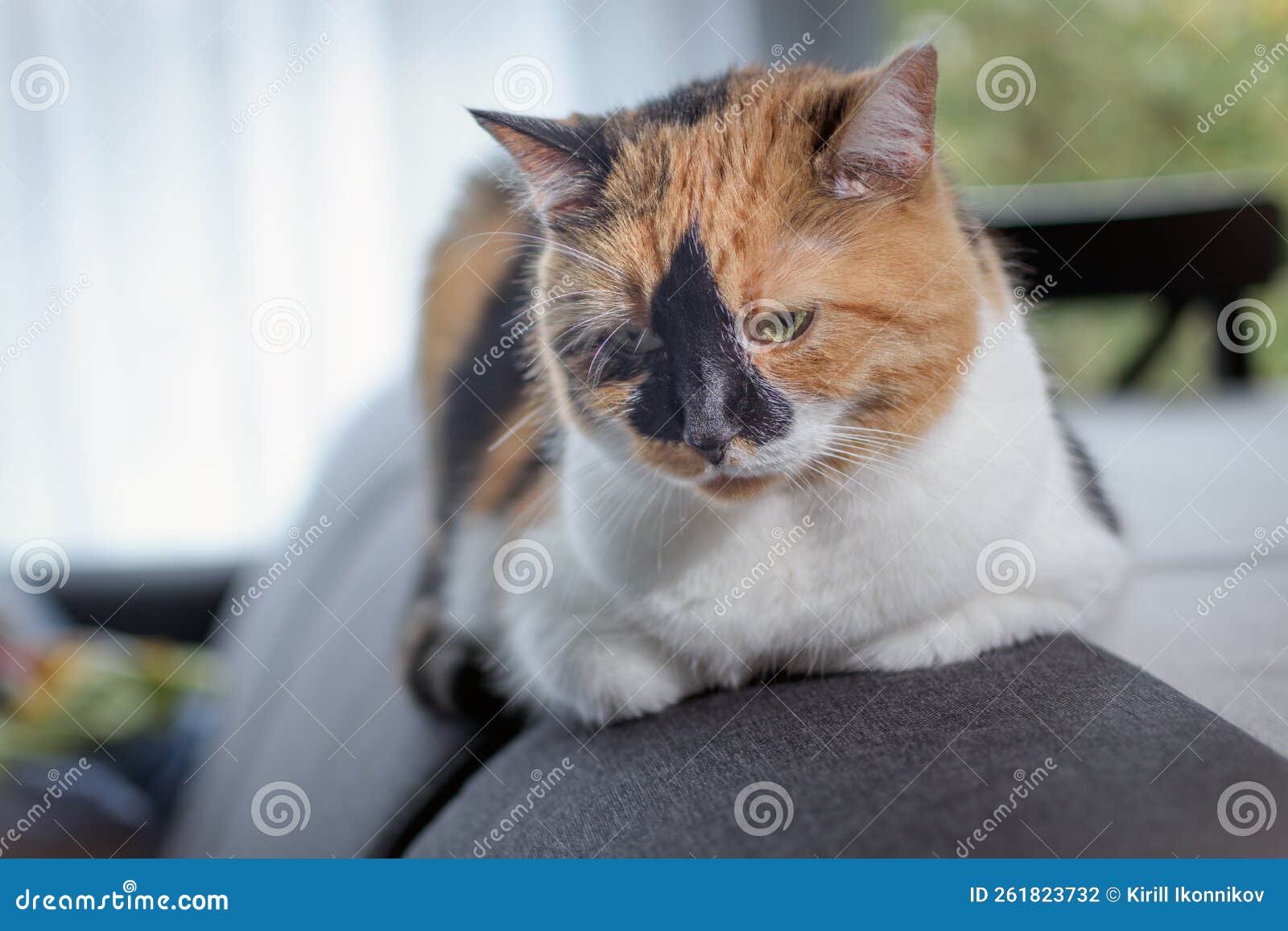 Sad Aged Spotted Cat on the Back of the Sofa Stock Photo - Image of ...