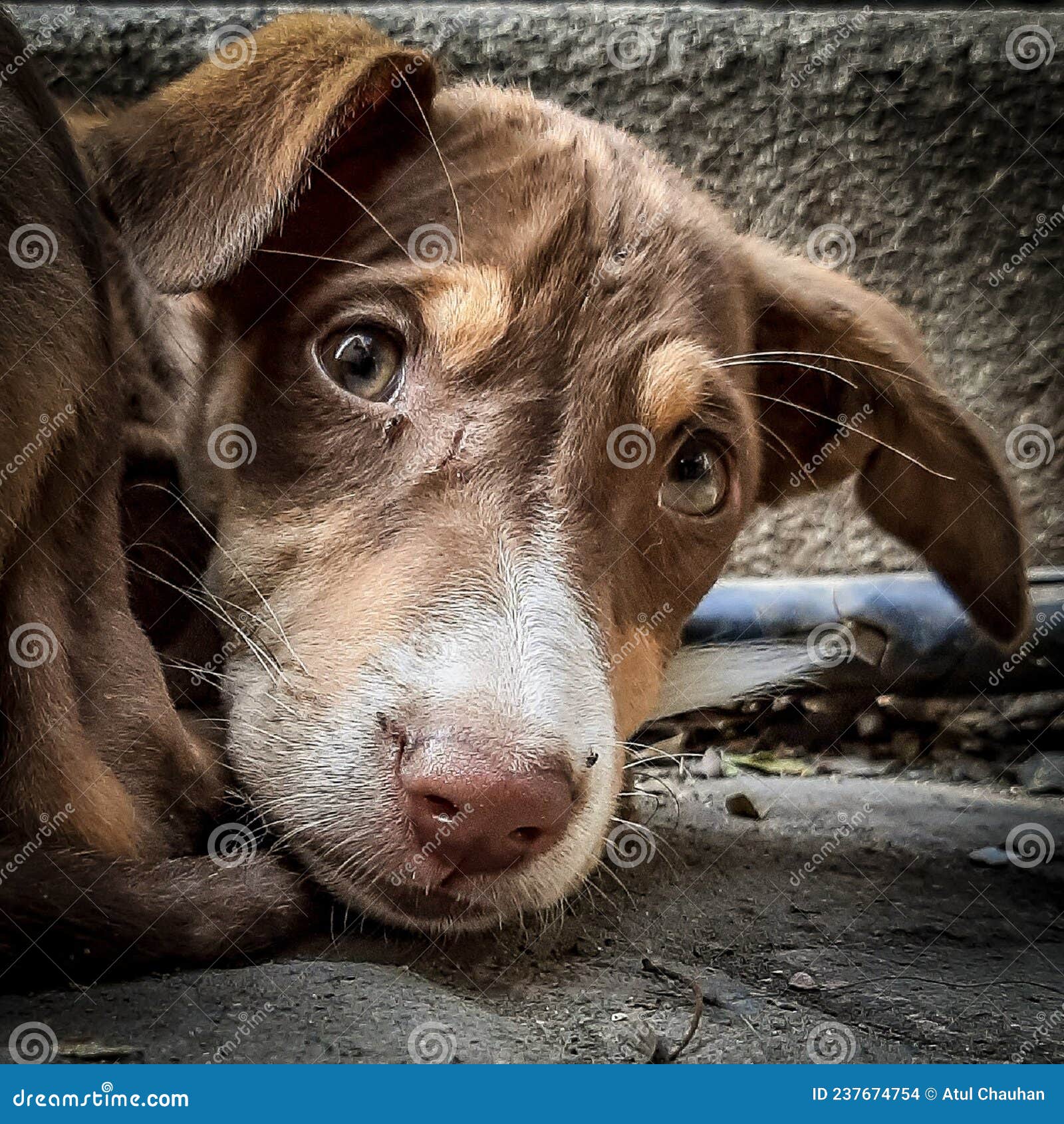 Sad Alone Dog Sitting on the Street Stock Photo - Image of adorable ...