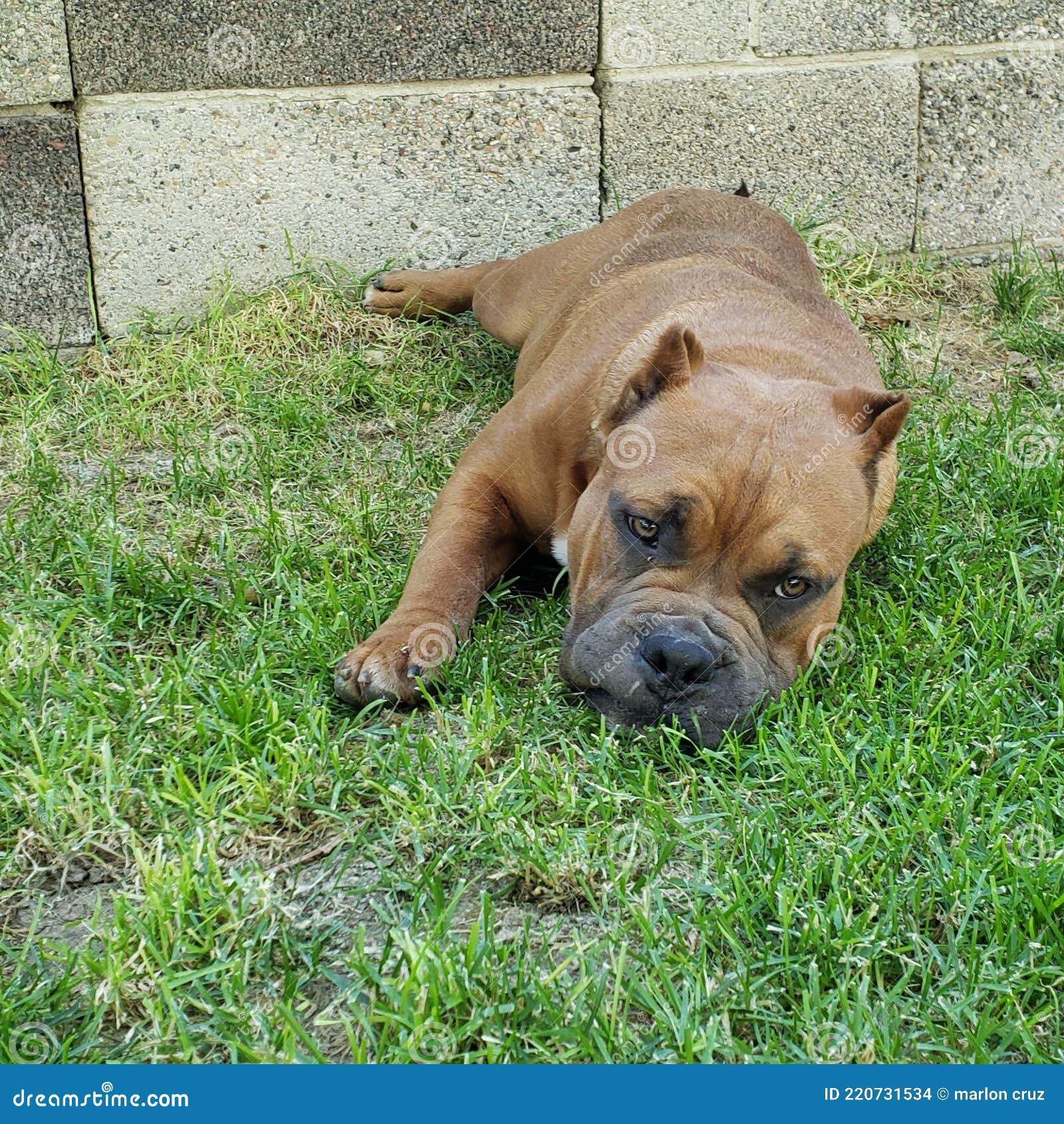 Sad American bully puppy stock photo. Image of grass - 220731534