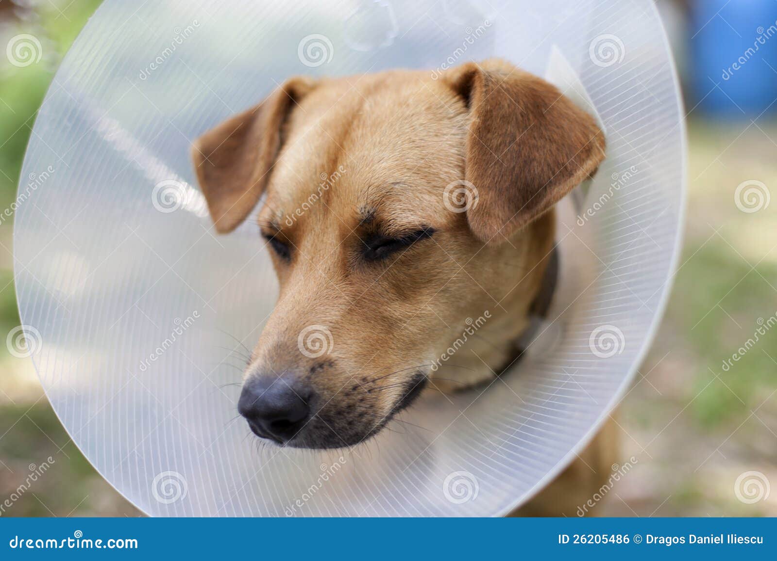 Animal Suffering. Close-up Of Seal With Fishing Net Line Caught Around ...