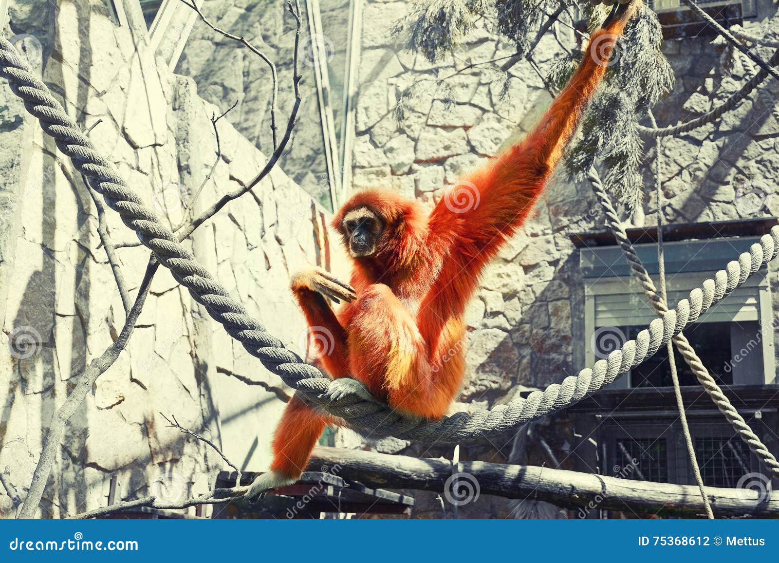 Sad Ape Sitting on Rope in Cage Toned Stock Photo - Image of orangutan ...