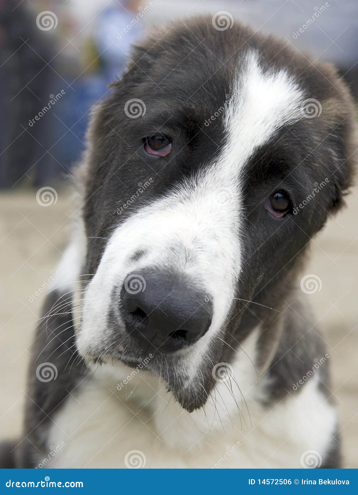 Sad Asian sheepdog stock photo. Image of front, thoroughbred - 14572506