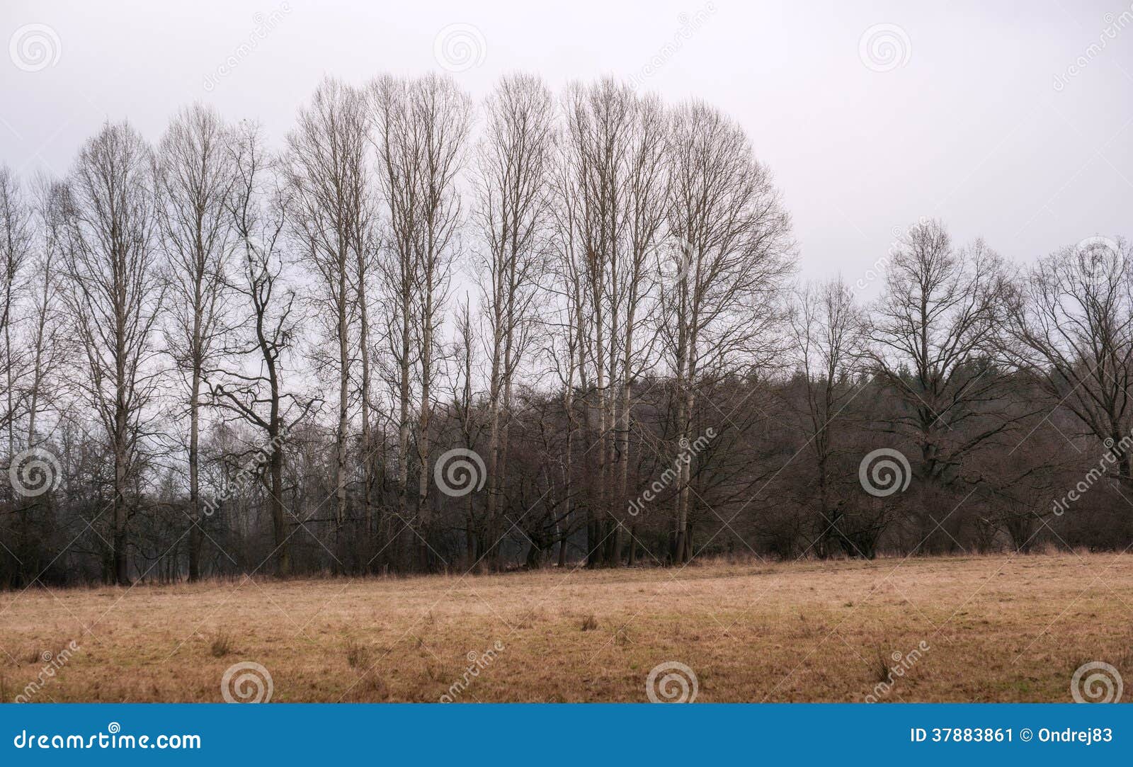 Sad autumn landscape stock image. Image of branch, nature - 37883861