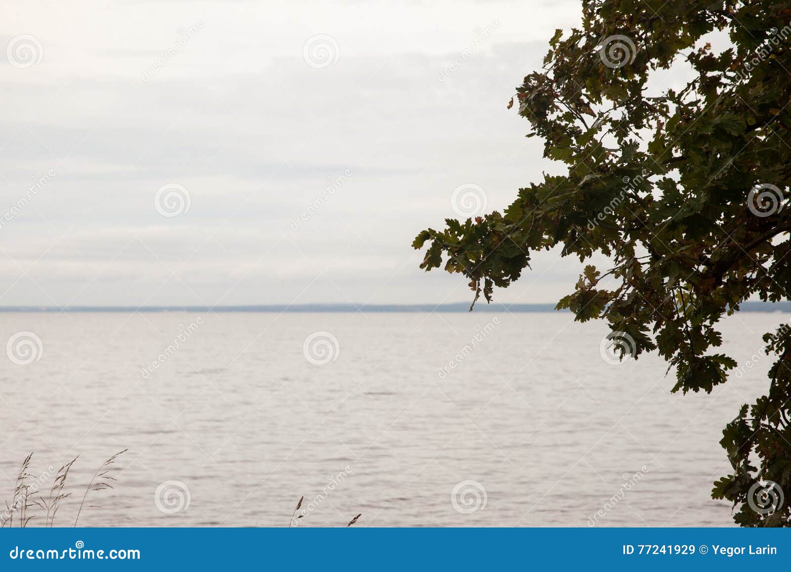 Sad Autumn Landscape, Sea Shore and Alone Tree Stock Image - Image of ...