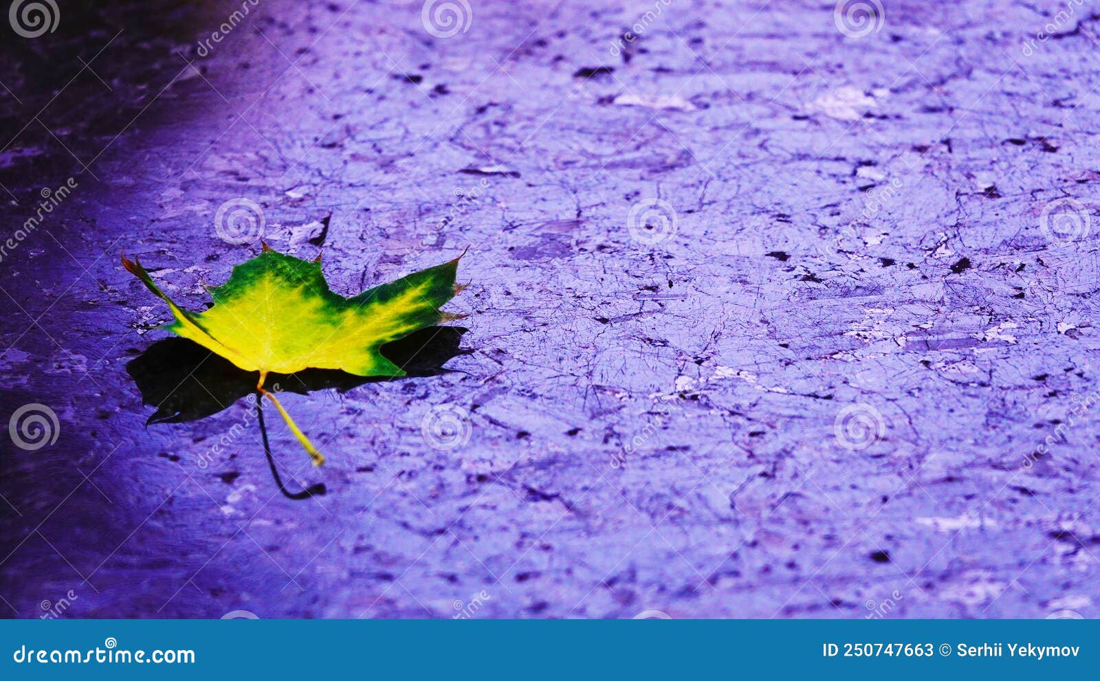Sad Autumn Leaf on Dark Marble Stock Image - Image of lies, sadness ...