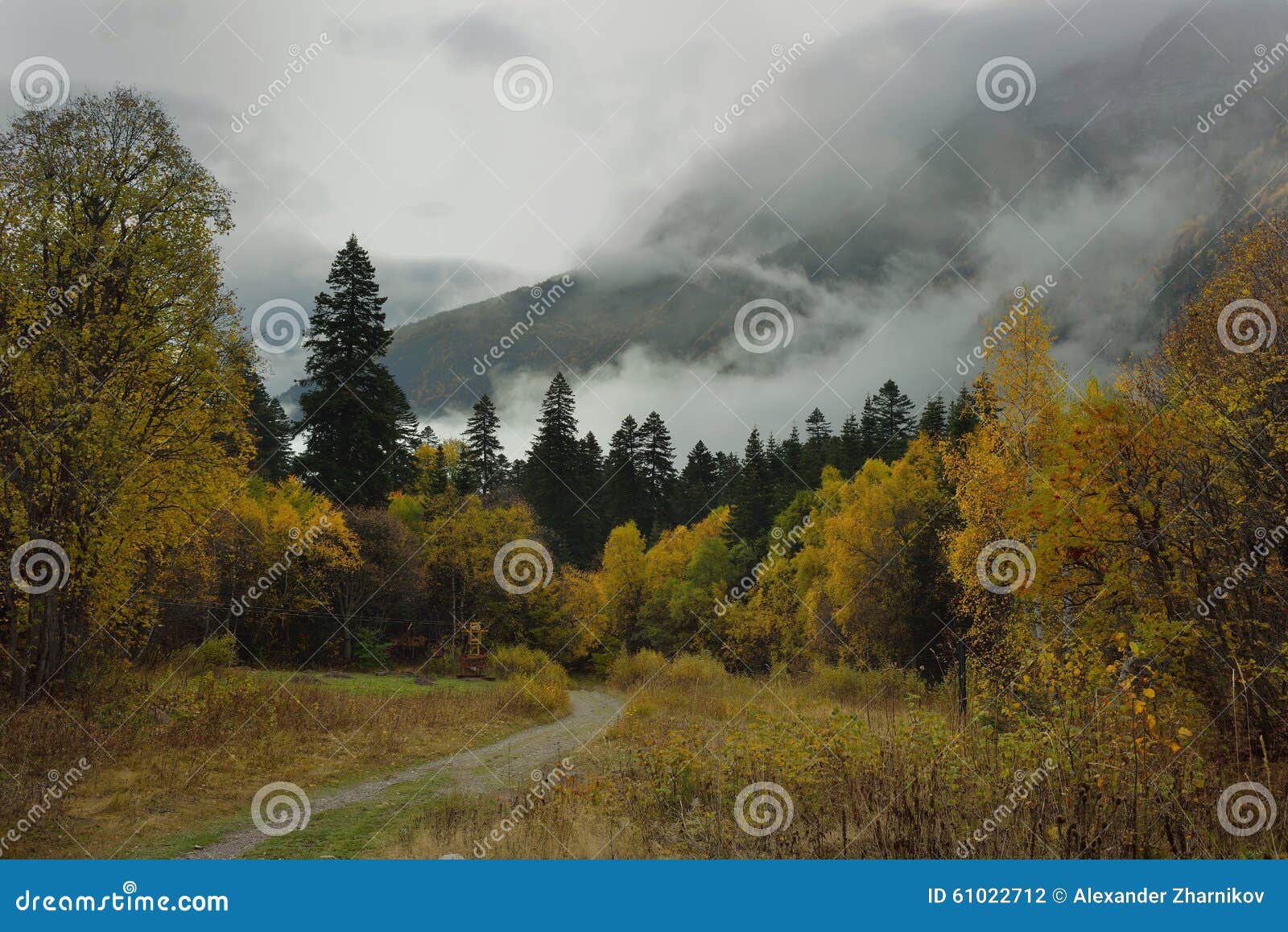 Sad autumn stock photo. Image of fall, peak, cold, birch - 61022712