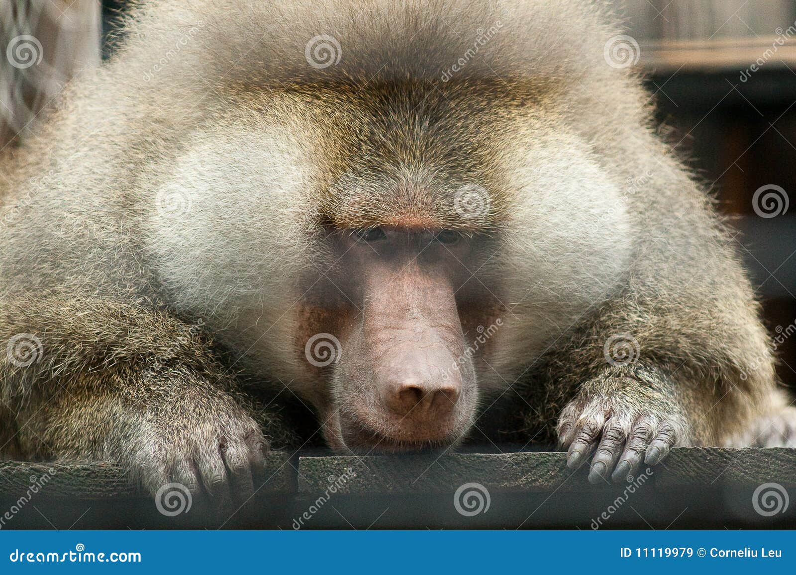 Sad baboon stock image. Image of creature, portrait, lonely - 11119979
