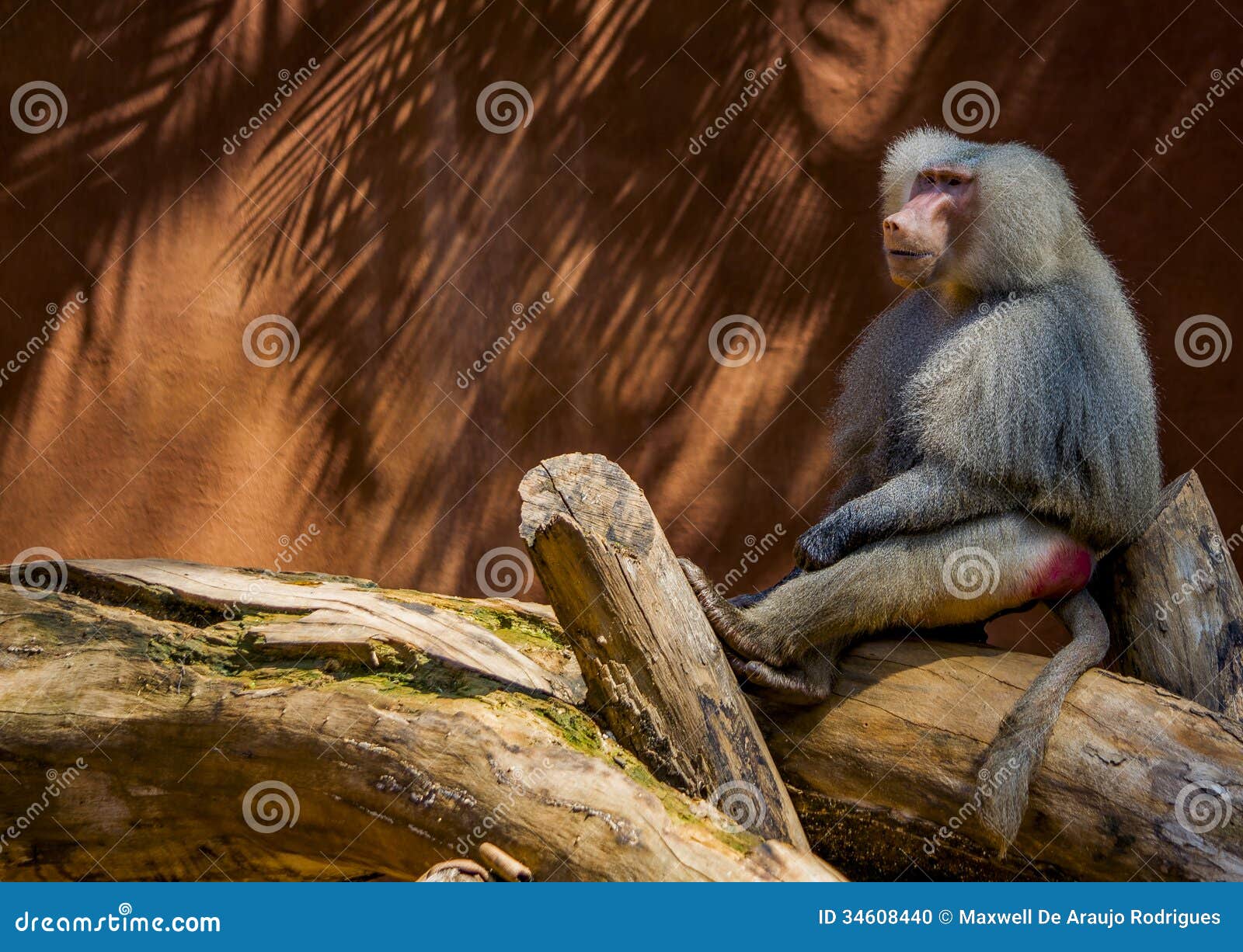 Sad Baboon stock photo. Image of animals, ethiopia, animal - 34608440