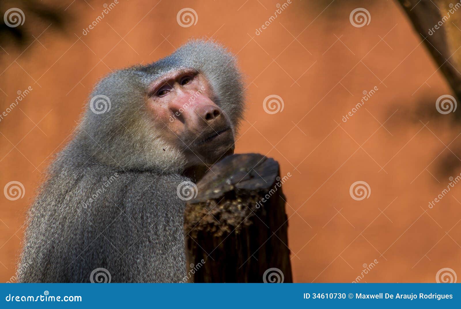 Sad Baboon stock photo. Image of bored, mouth, monkeys - 34610730