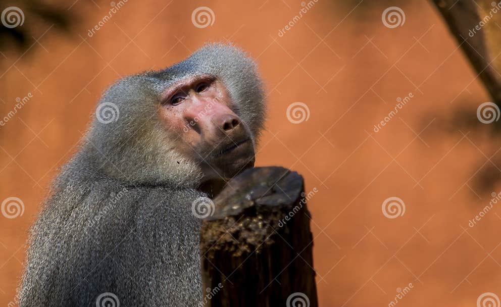 Sad Baboon stock photo. Image of bored, mouth, monkeys - 34610730