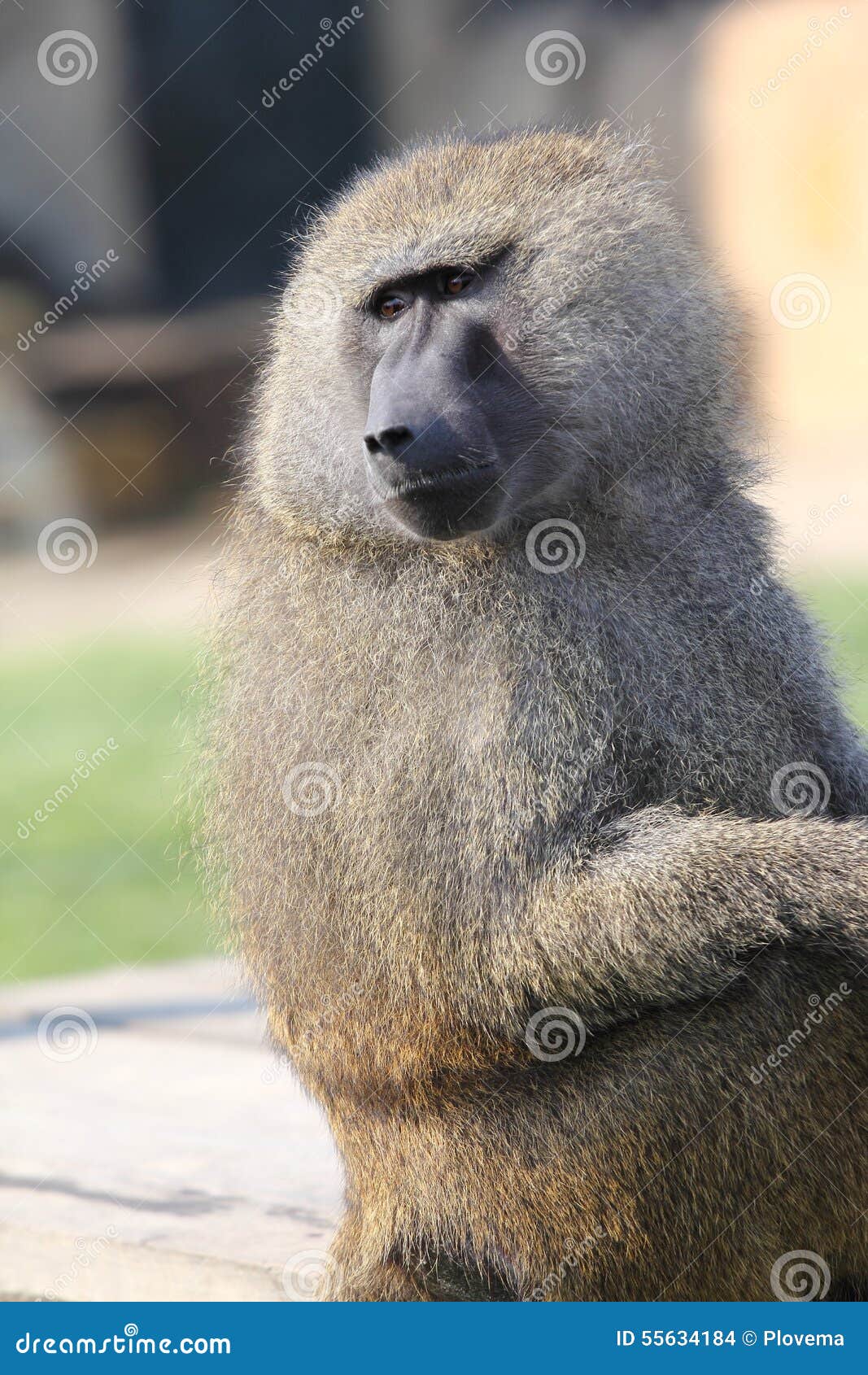 Sad Baboon stock photo. Image of ethiopia, impressive - 55634184