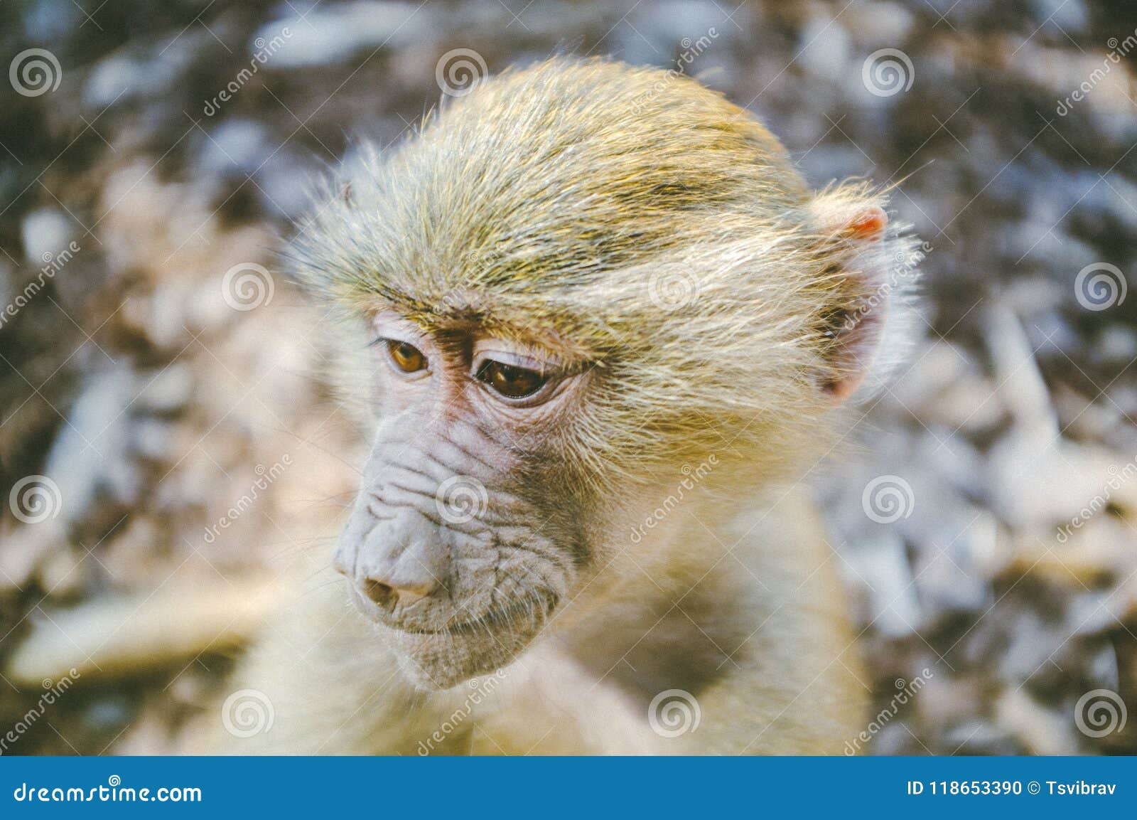 Sad Baby Baboon Portrait on Blurred Background. Stock Photo - Image of ...