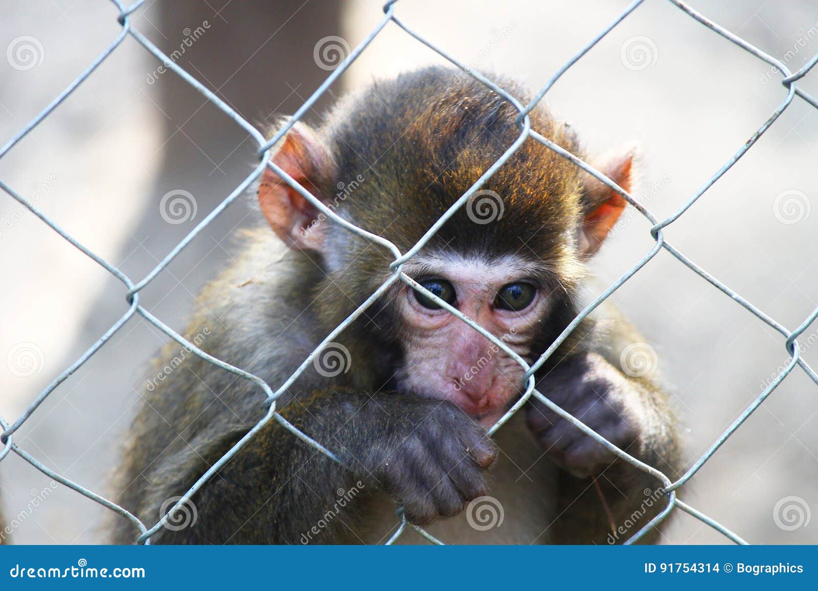 Sad Baby Monkey Holding the Fence Stock Photo - Image of face, waiting ...