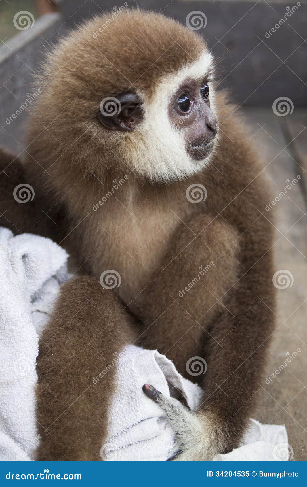 Sad baby monkey stock image. Image of monkey, young, alone - 34204535