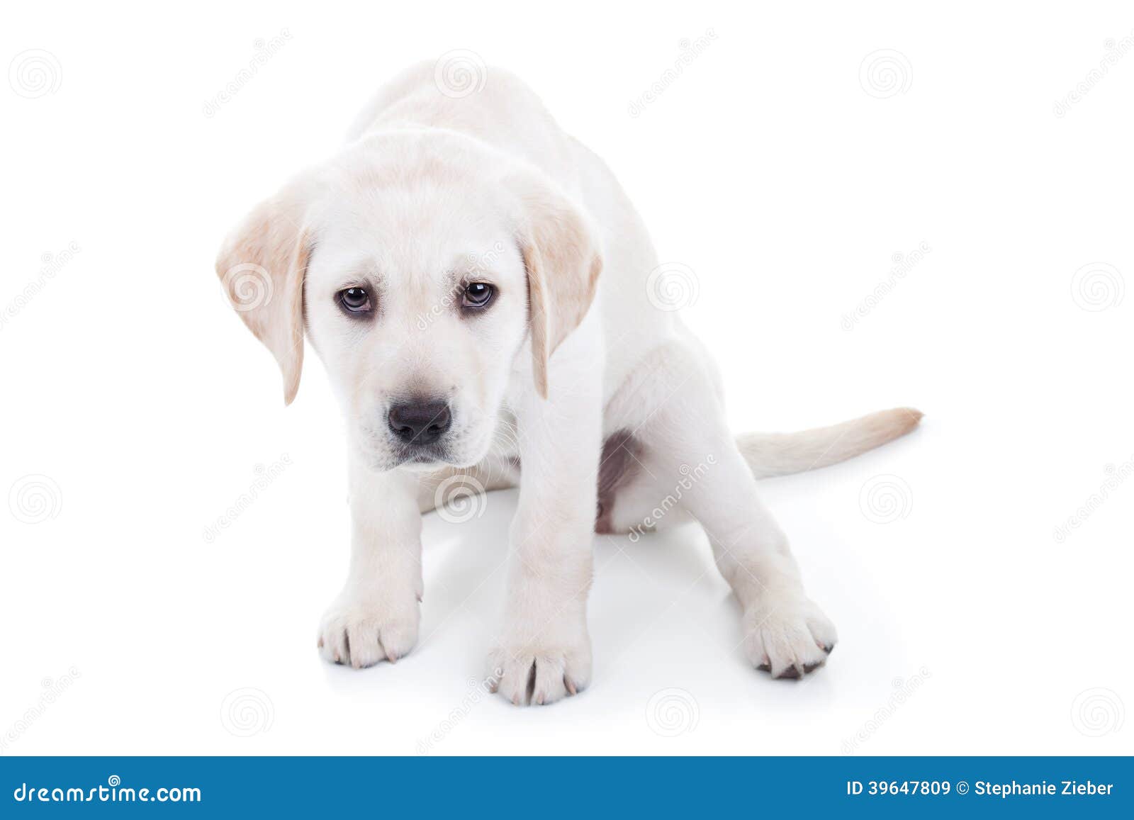 Sad, Neglected, Mistreated Or Abused And Abandoned Puppy Dog Lying In ...