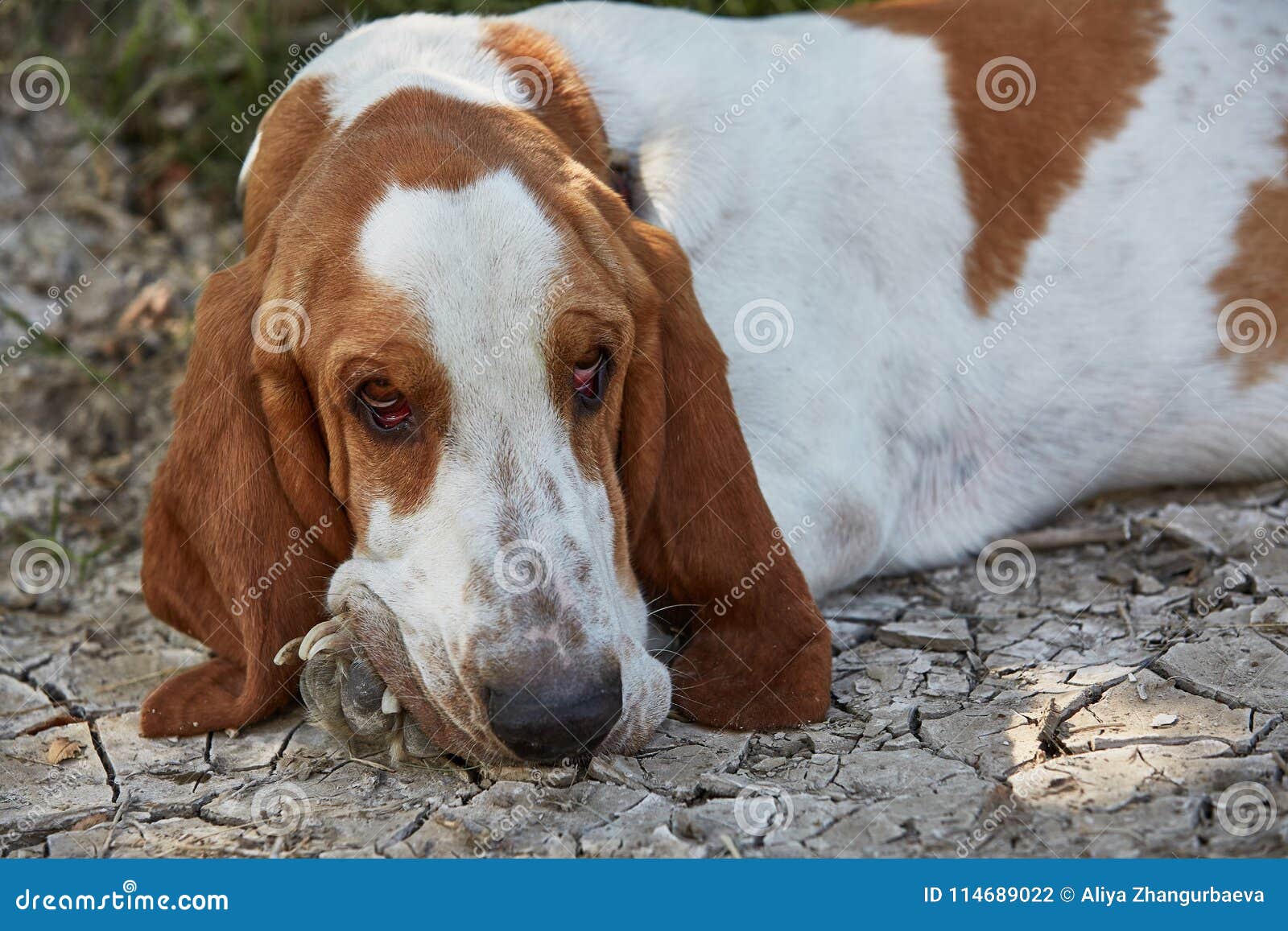 Sad Basset-hound Lies on the Ground Stock Photo - Image of portrait ...