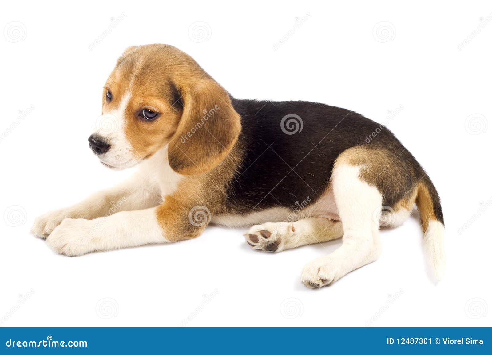 Sad beagle stock image. Image of raised, hope, isolated - 12487301