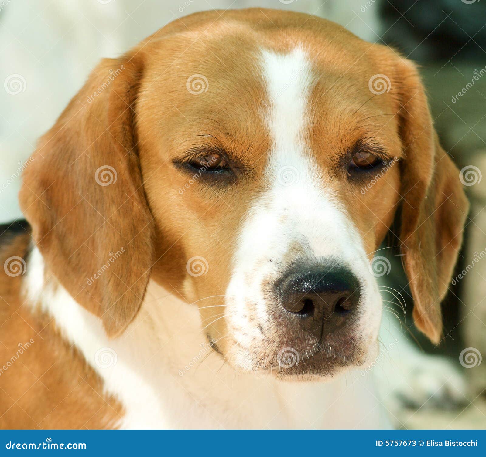 Sad beagle, dog stock image. Image of beauty, adult, lying - 5757673