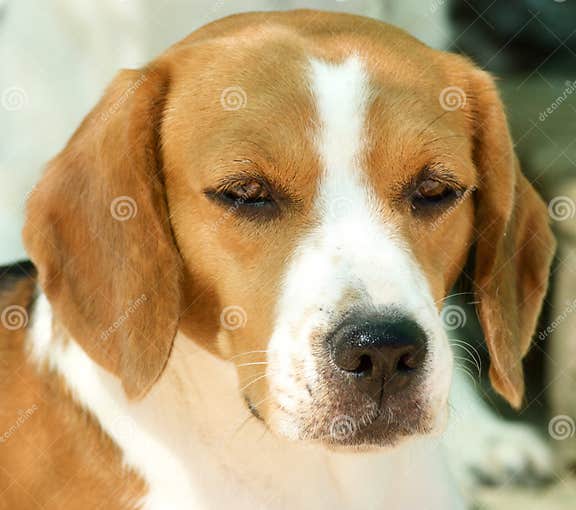 Sad beagle, dog stock image. Image of beauty, adult, lying - 5757673