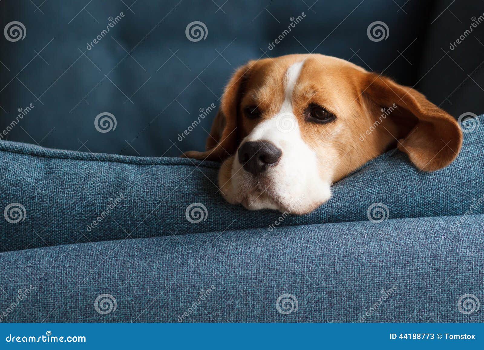 Sad Beagle Dog on Blue Background Stock Image - Image of beagle ...