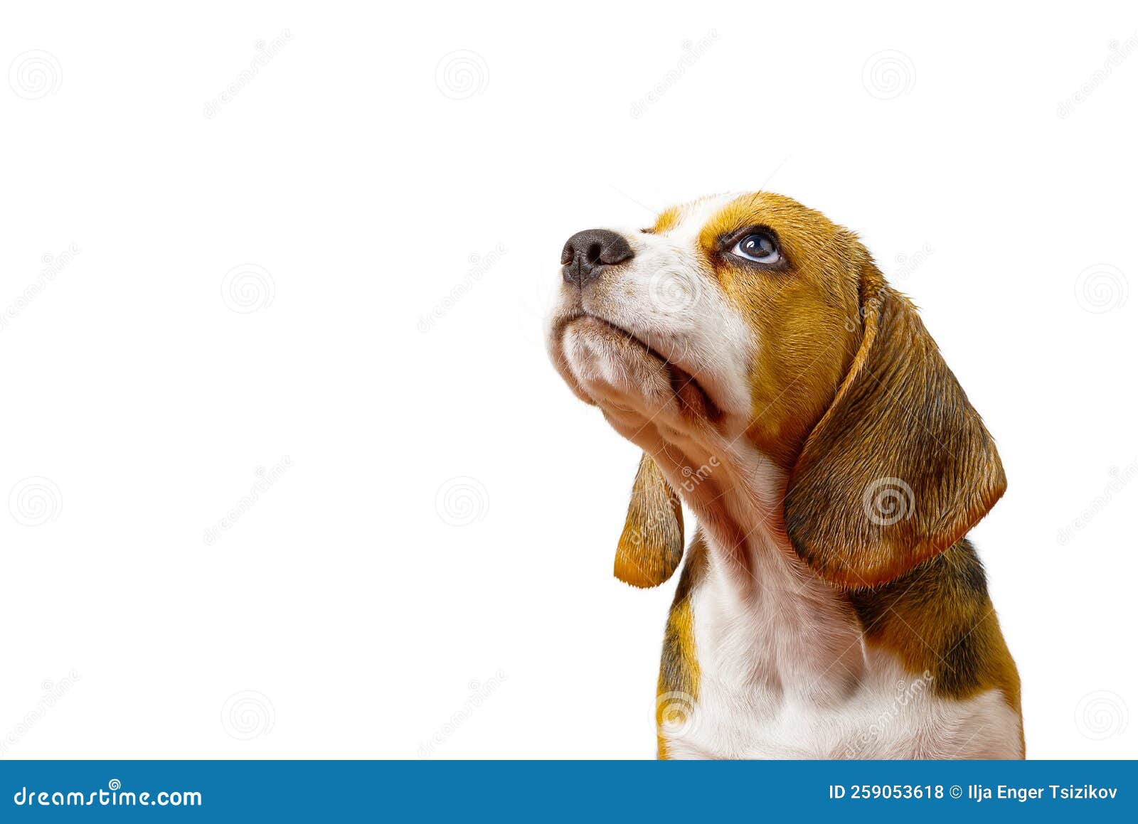 Sad Beagle Puppy. Puppy of Beagle Dog. Stock Photo - Image of breed ...