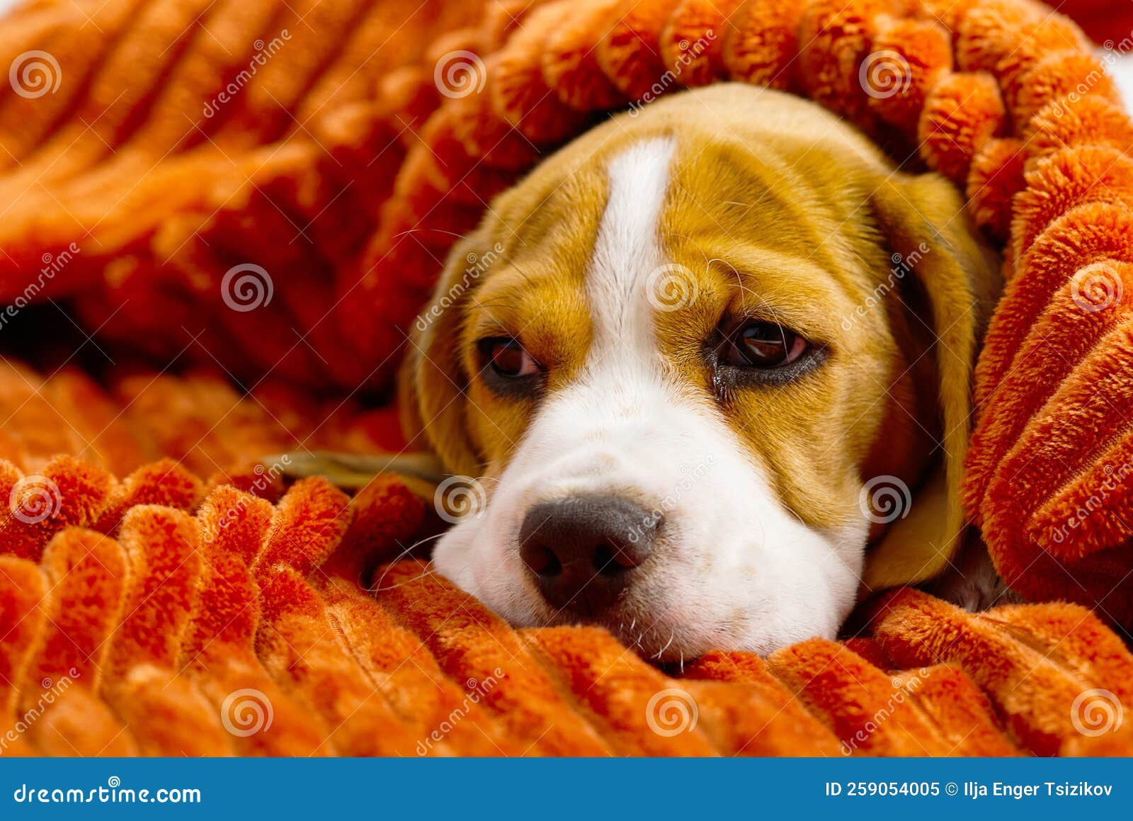 Sad Beagle Puppy. Puppy of Beagle Dog. Stock Image - Image of english ...