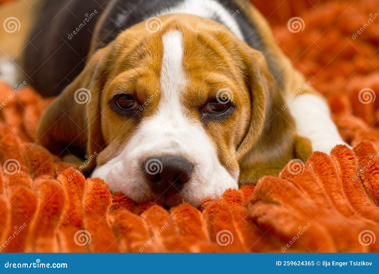 Sad Beagle Puppy. Puppy of Beagle Dog. Stock Image - Image of adorable ...