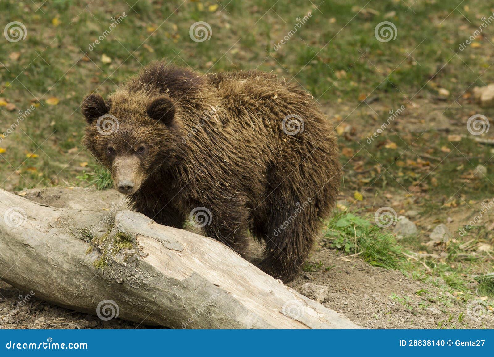 Sad bear cub stock photo. Image of beast, young, wildlife - 28838140
