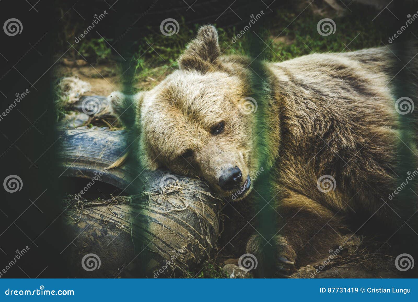Sad bear stock image. Image of brown, bear, dangerous - 87731419